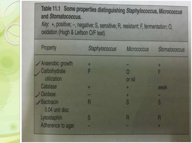 laboratory diagnosis of staphylococcus | PPTX | Infectious Diseases ...