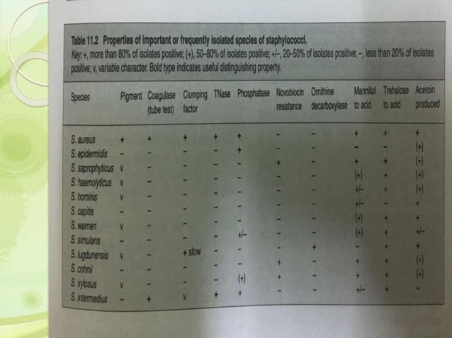 laboratory diagnosis of staphylococcus | PPTX | Infectious Diseases ...