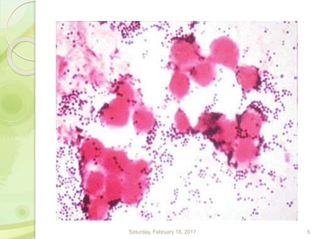 laboratory diagnosis of staphylococcus | PPTX | Infectious Diseases | Diseases and Conditions