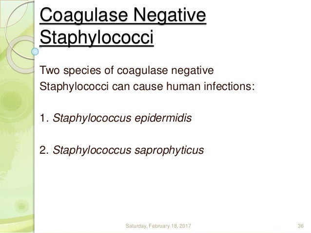laboratory diagnosis of staphylococcus