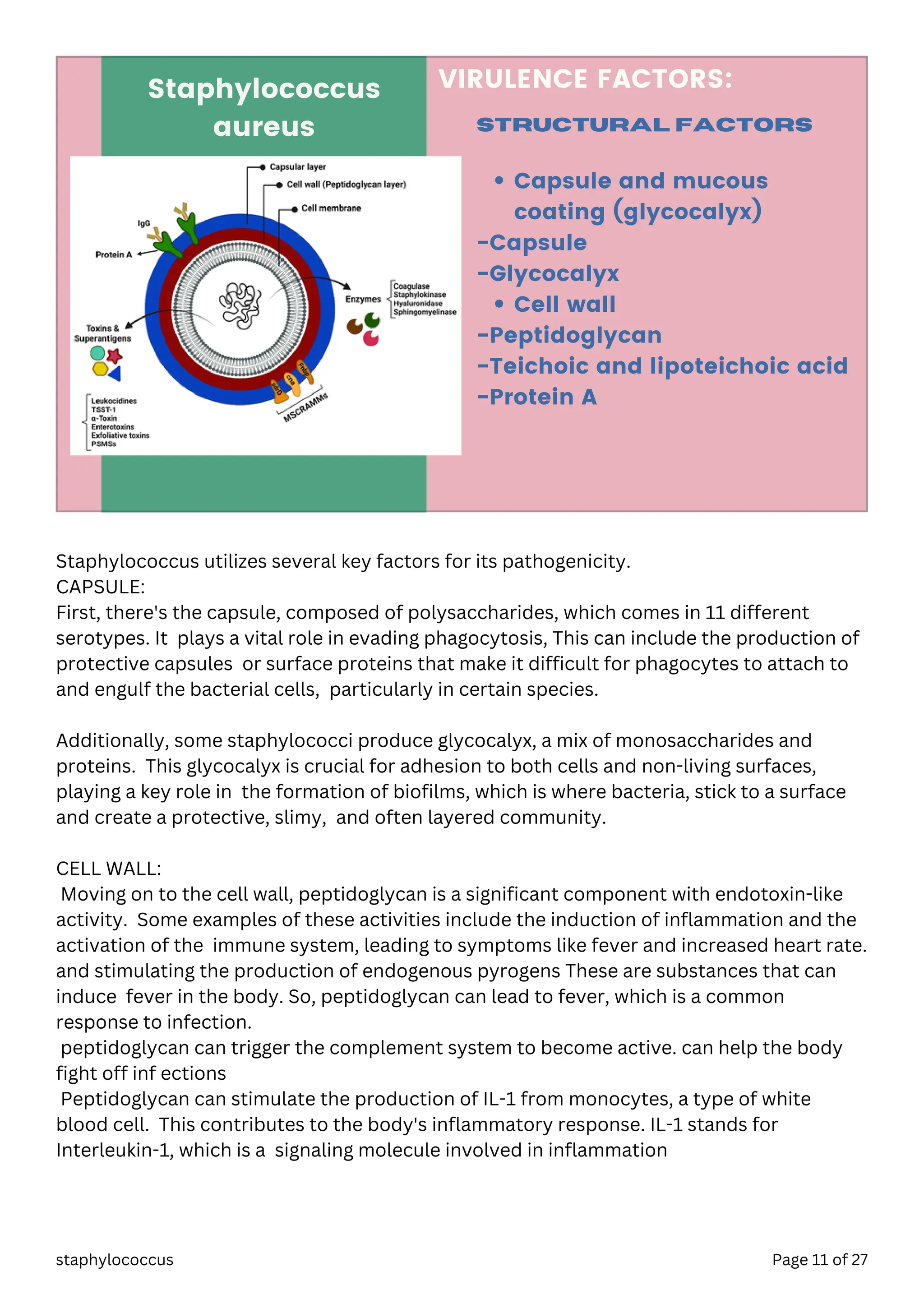 staphylococcus full notes (microbiology) | PDF
