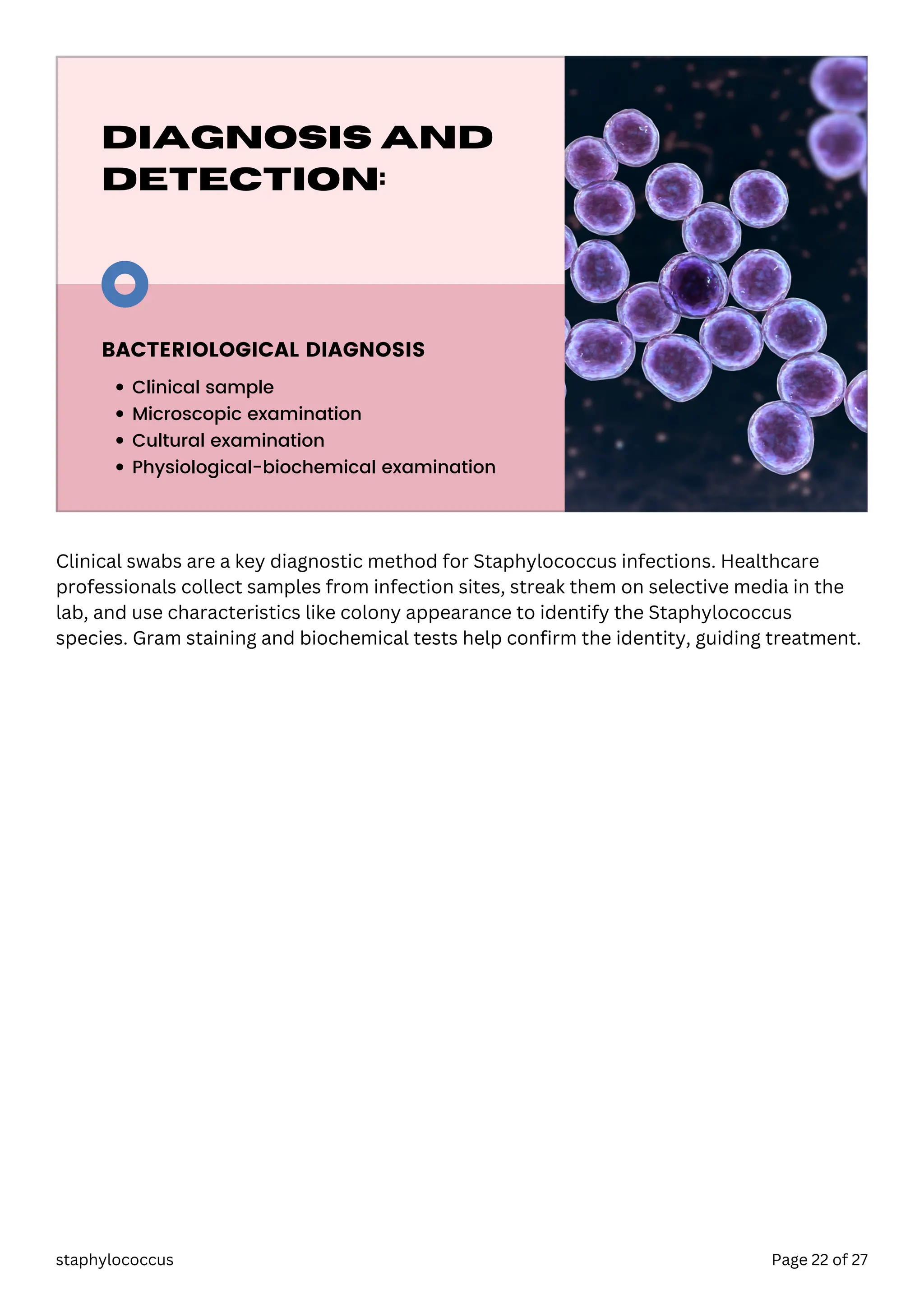 staphylococcus full notes (microbiology) | PDF