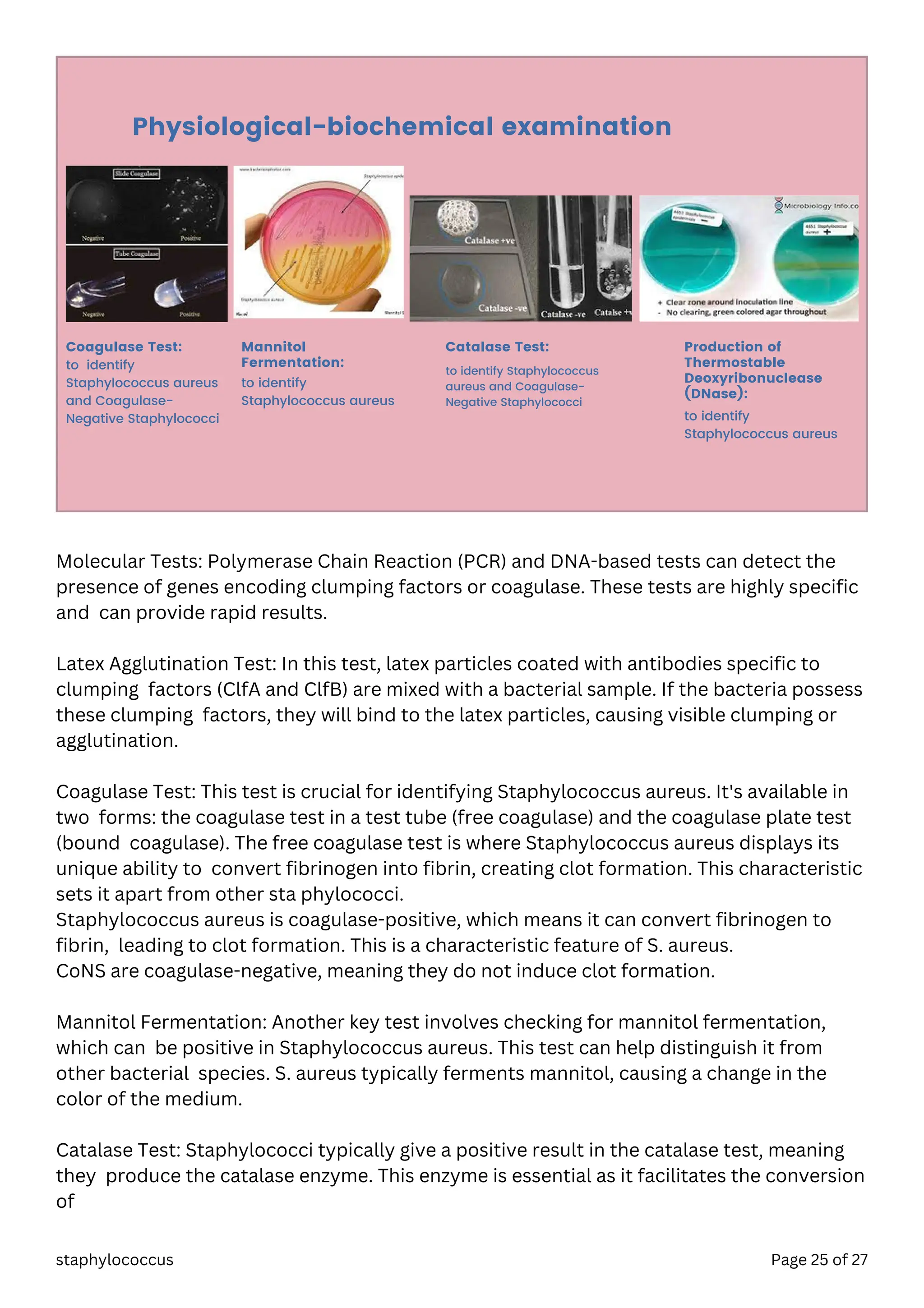 staphylococcus full notes (microbiology) | PDF