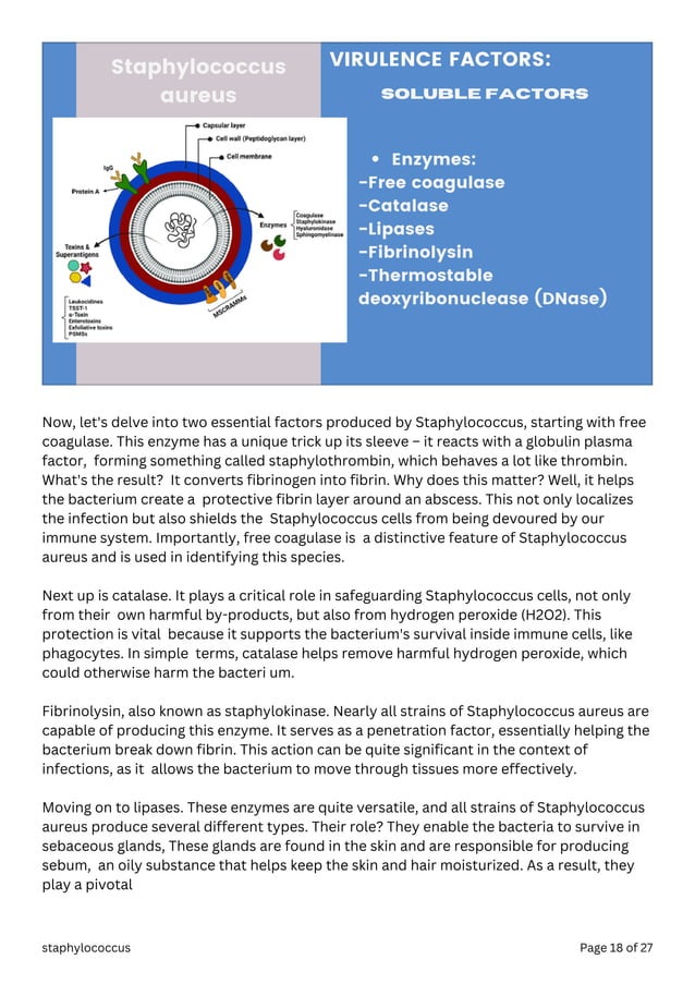 staphylococcus full notes (microbiology) | PDF