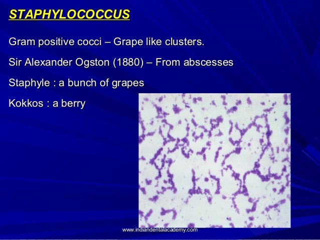 Gram positive cocci in clusters - keenpastor