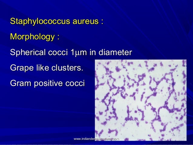 Staphylococcus Aureus Morphology Identification
