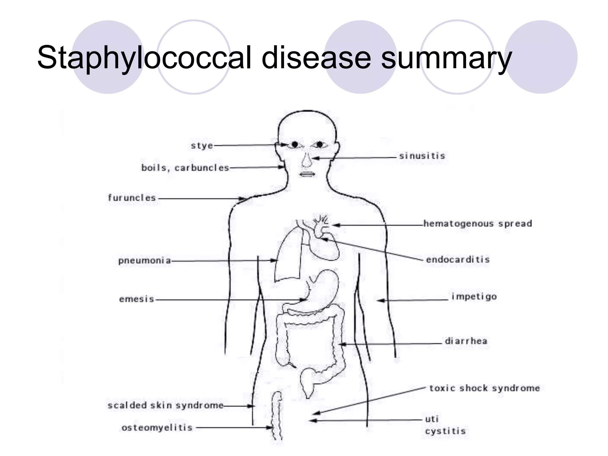 Staphylococcus ppt 2.ppt