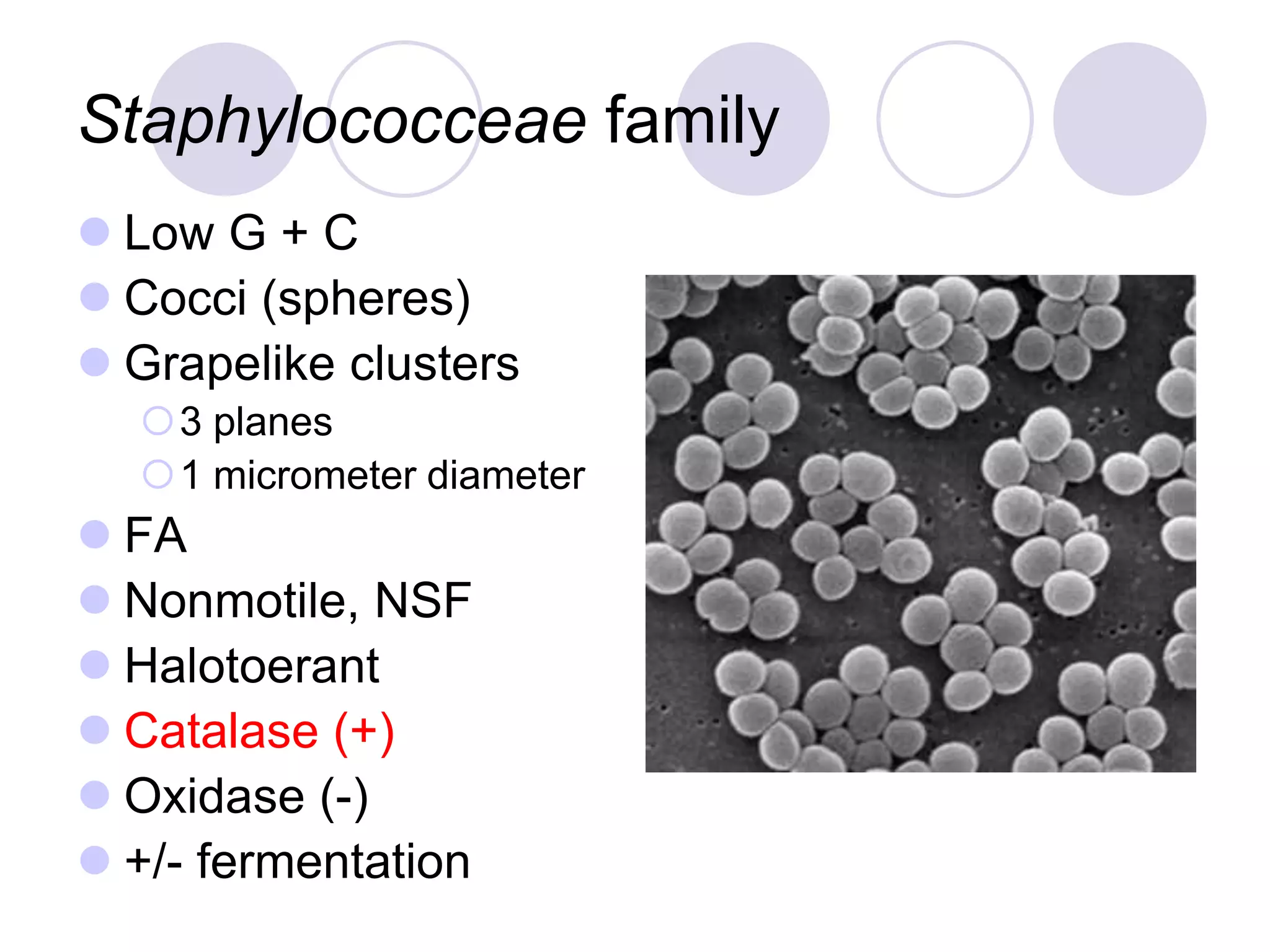 Staphylococcus ppt 2.ppt