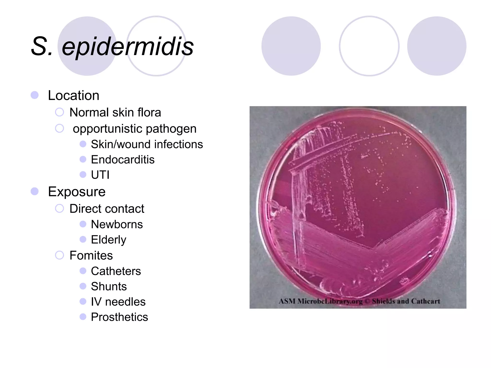 Staphylococcus ppt 2.ppt