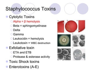 Staphylococcus ppt 2.ppt