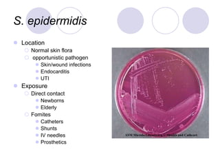 Staphylococcus ppt 2.ppt