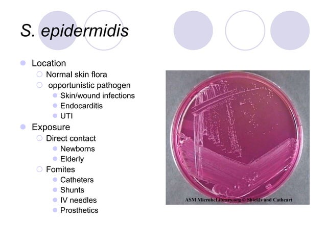 Staphylococcus ppt 2.ppt