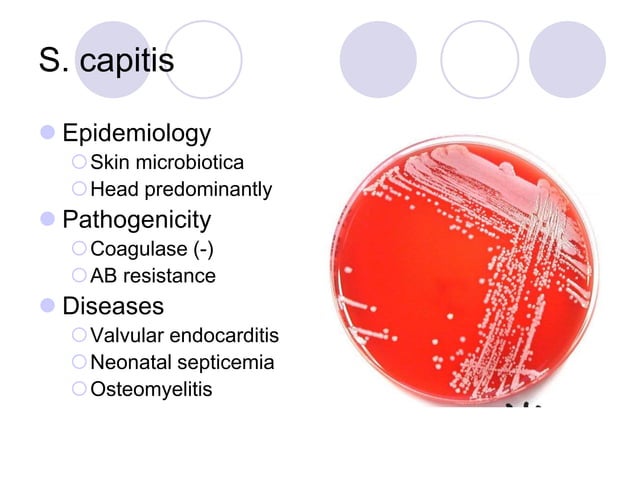 Staphylococcus ppt 2.ppt