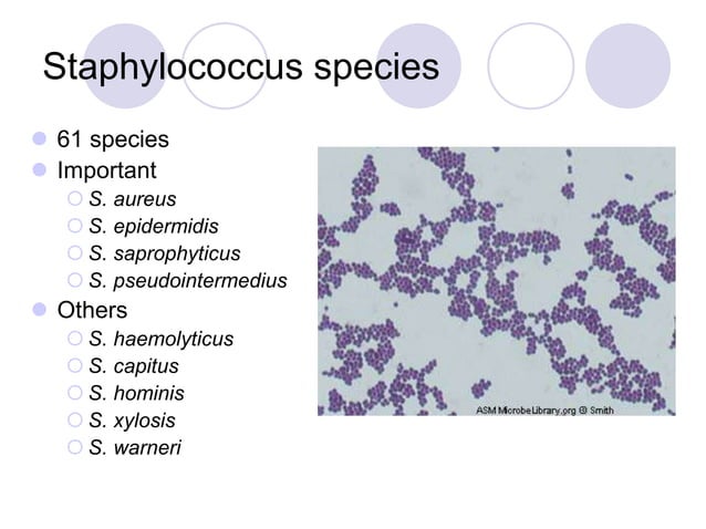 Staphylococcus ppt 2.ppt