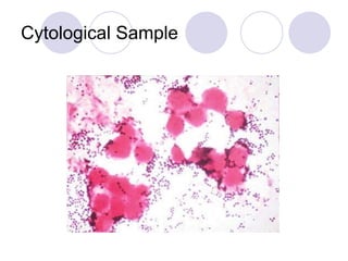 Staphylococcus ppt 2.ppt