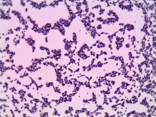 Staphylococcus Bacteria Slide