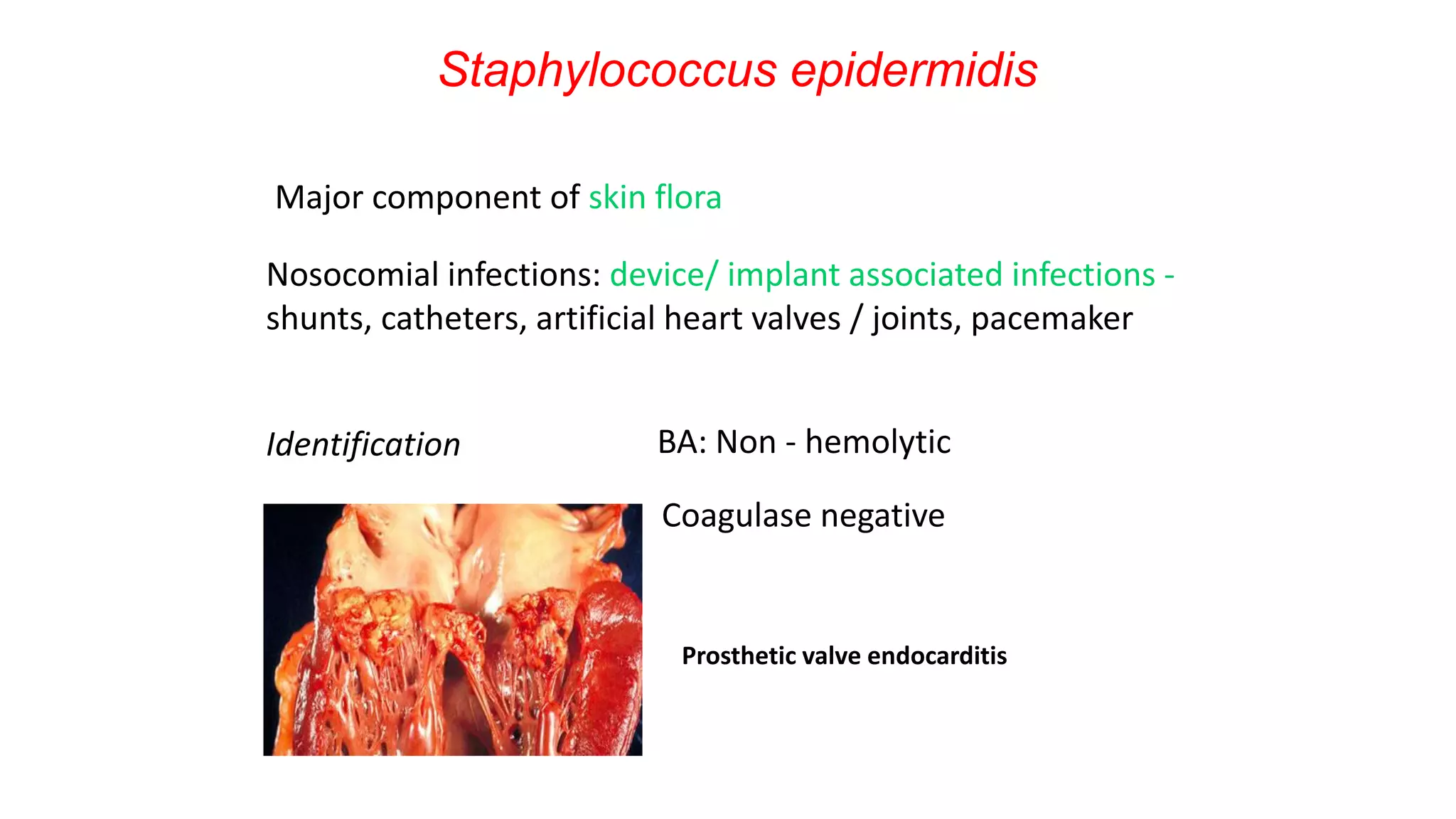 Staphylococcus spp | PDF