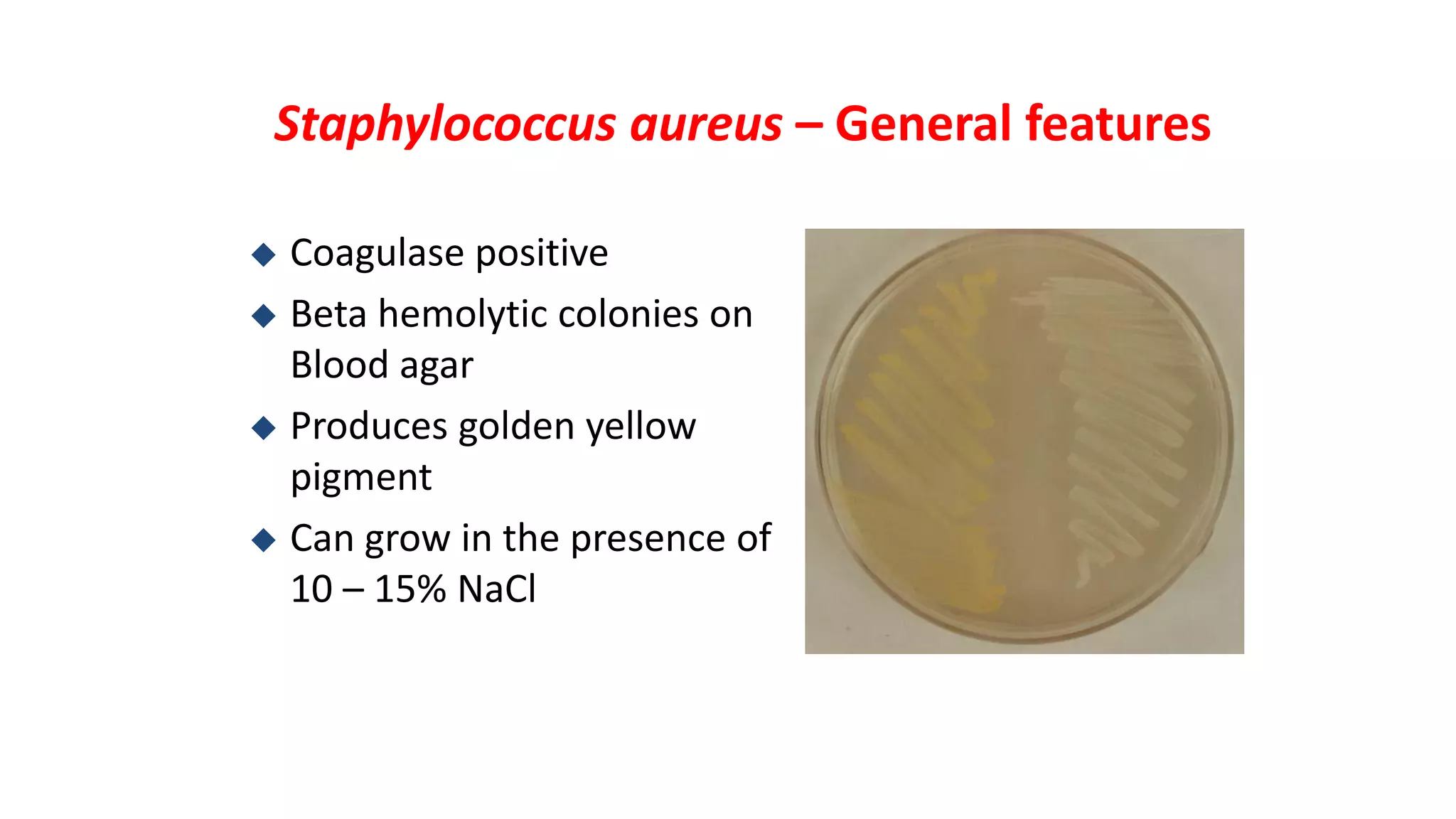 Staphylococcus spp | PDF