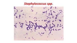 Staphylococcus spp | PDF
