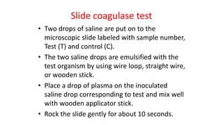 Staphylococcus spp | PDF
