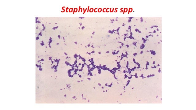 Staphylococcus spp