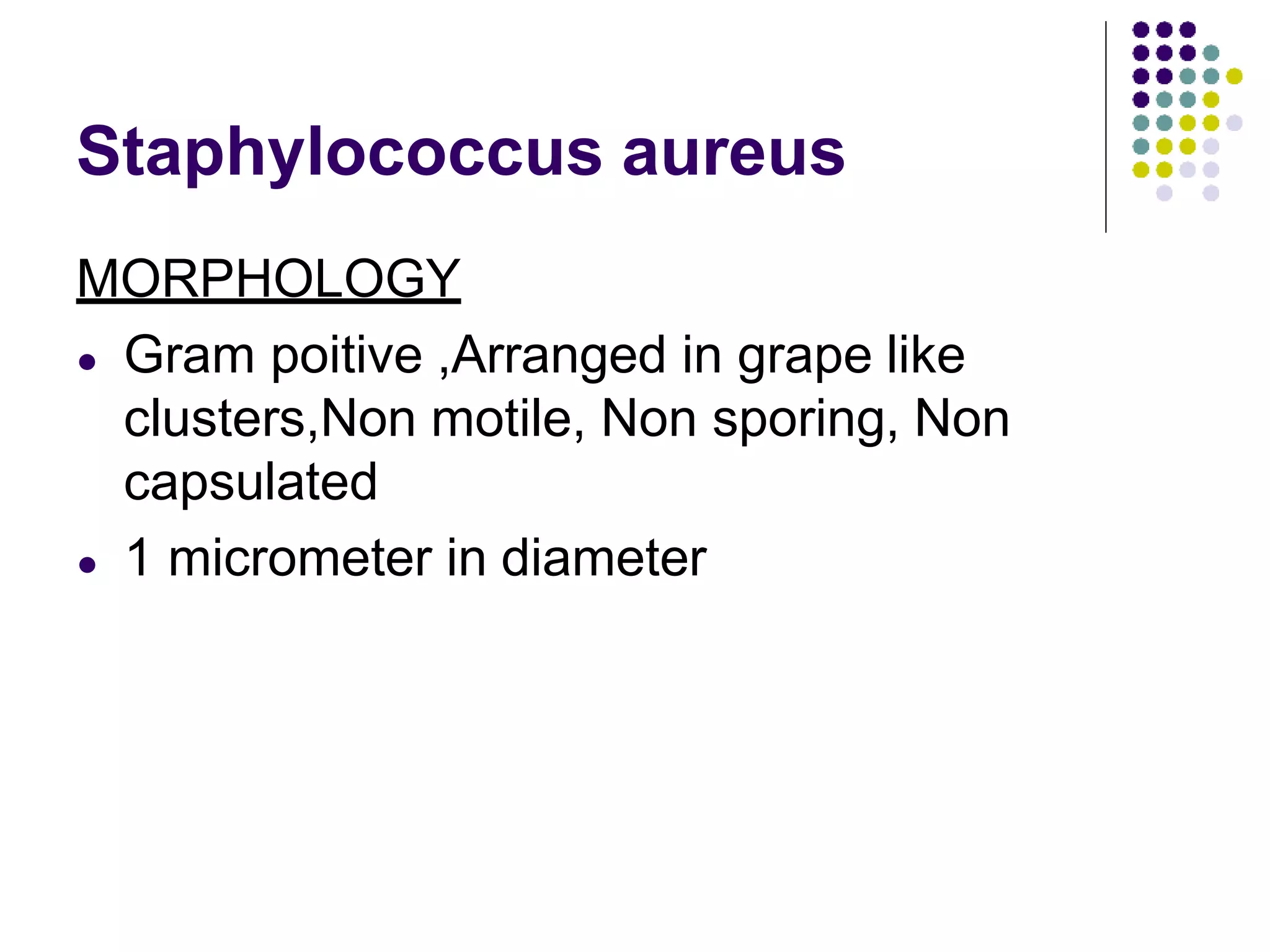 staphylococcus spp.pptx