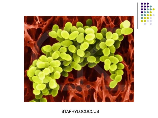 staphylococcus spp.pptx