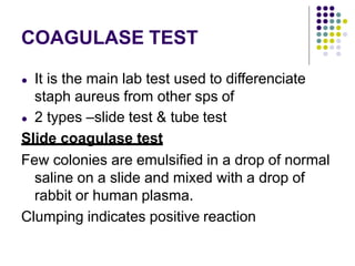 staphylococcus spp.pptx