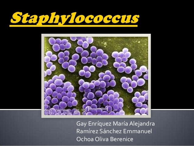 staphylococcus - JungleKey.fr Image #250
