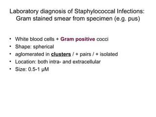 Staphylococcus streptococcus bacteriological diagnosis_i | PPT