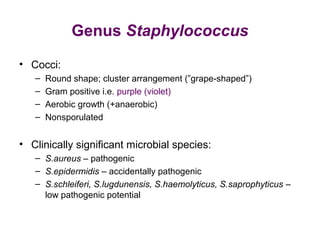 Staphylococcus streptococcus bacteriological diagnosis_i | PPT