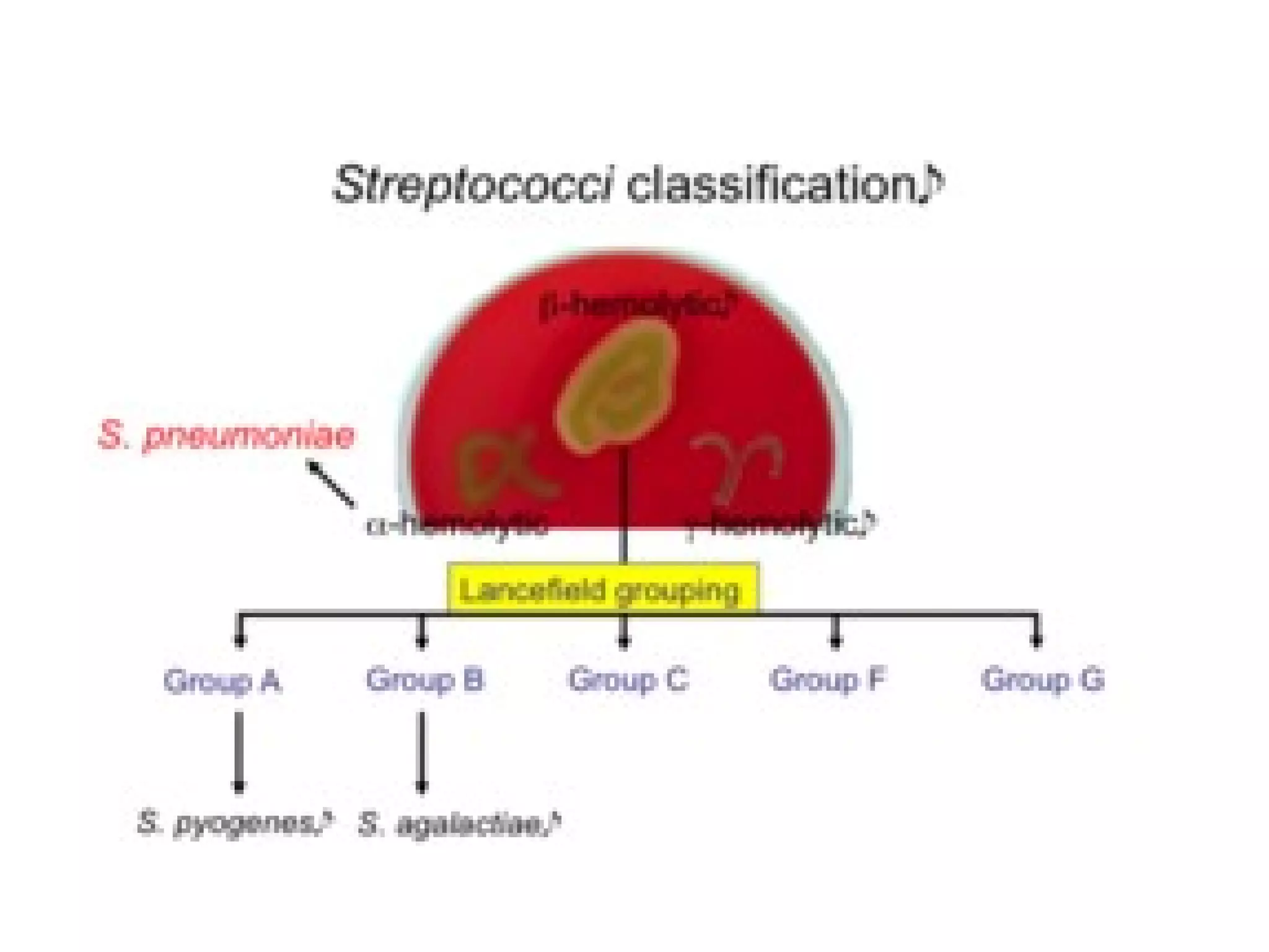 Staphylococcus Streptococcus Bacteriological Diagnosis Ii Ppt