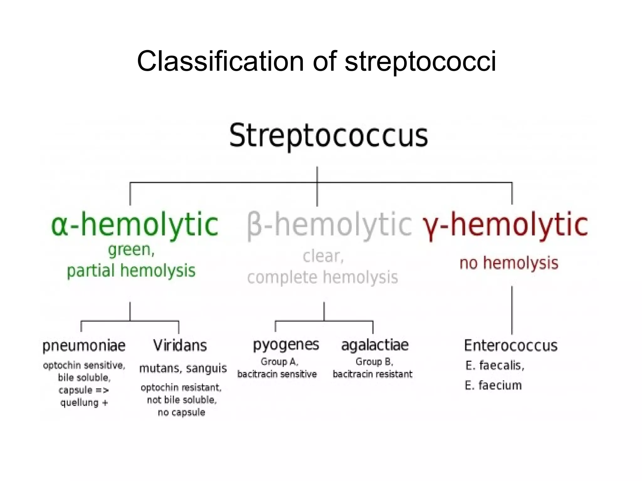 Staphylococcus Streptococcus Bacteriological Diagnosis Ii Ppt