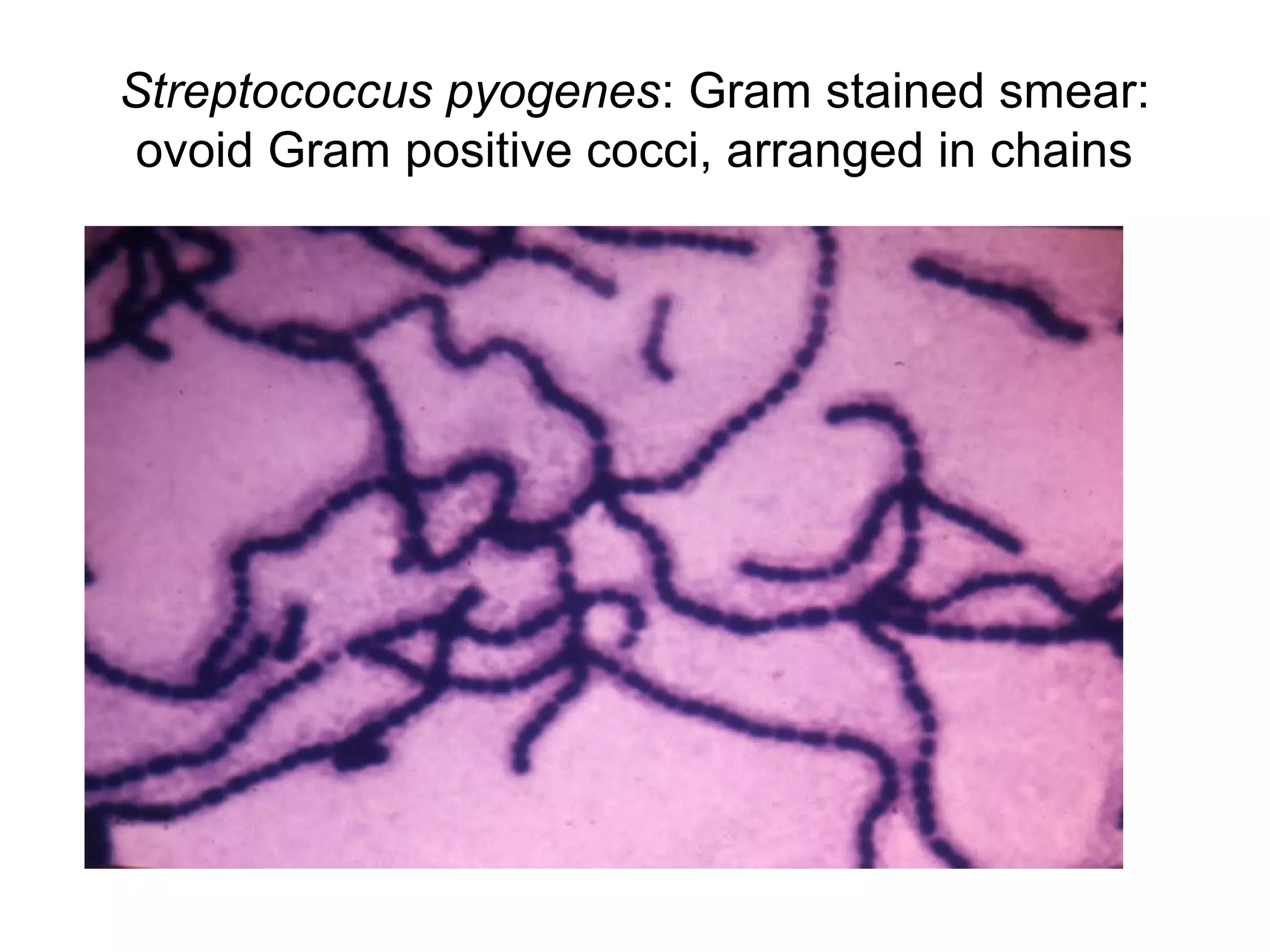 Staphylococcus streptococcus bacteriological diagnosis_ii | PPT