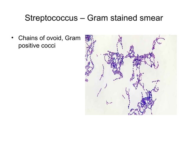 Staphylococcus streptococcus bacteriological diagnosis_ii | PPT