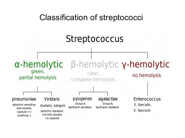 Staphylococcus streptococcus bacteriological diagnosis_ii