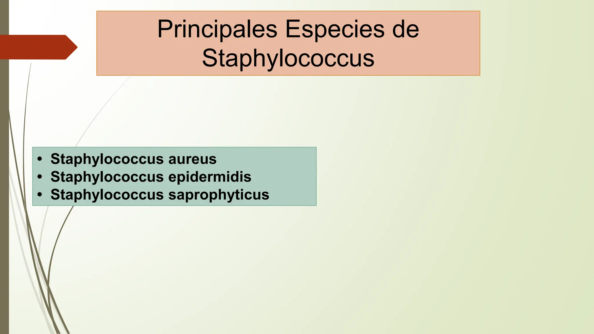 Staphylococcus, Streptococcus, Enterococcus, Bacillus (1).pptx