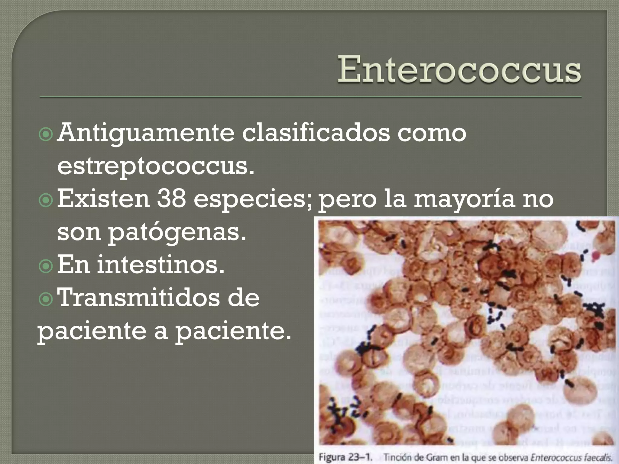 Staphylococcus, streptococcus y enterococcus | PDF