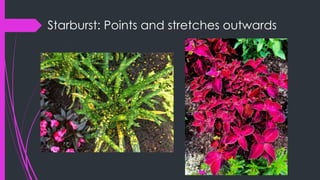Starburst Literacy In Bloom | PPT