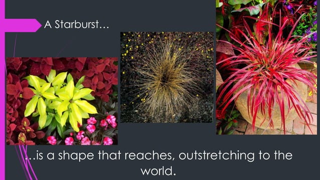 Starburst Literacy In Bloom | PPT