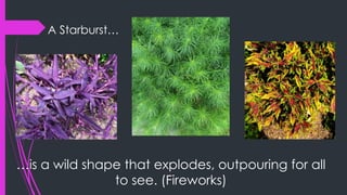 Starburst Literacy In Bloom | PPT