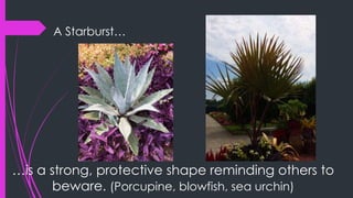 Starburst PAWLP | PPT