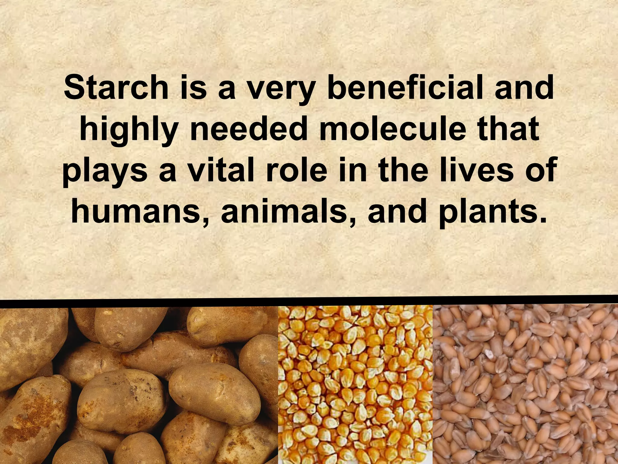 Starch Pp | PPT