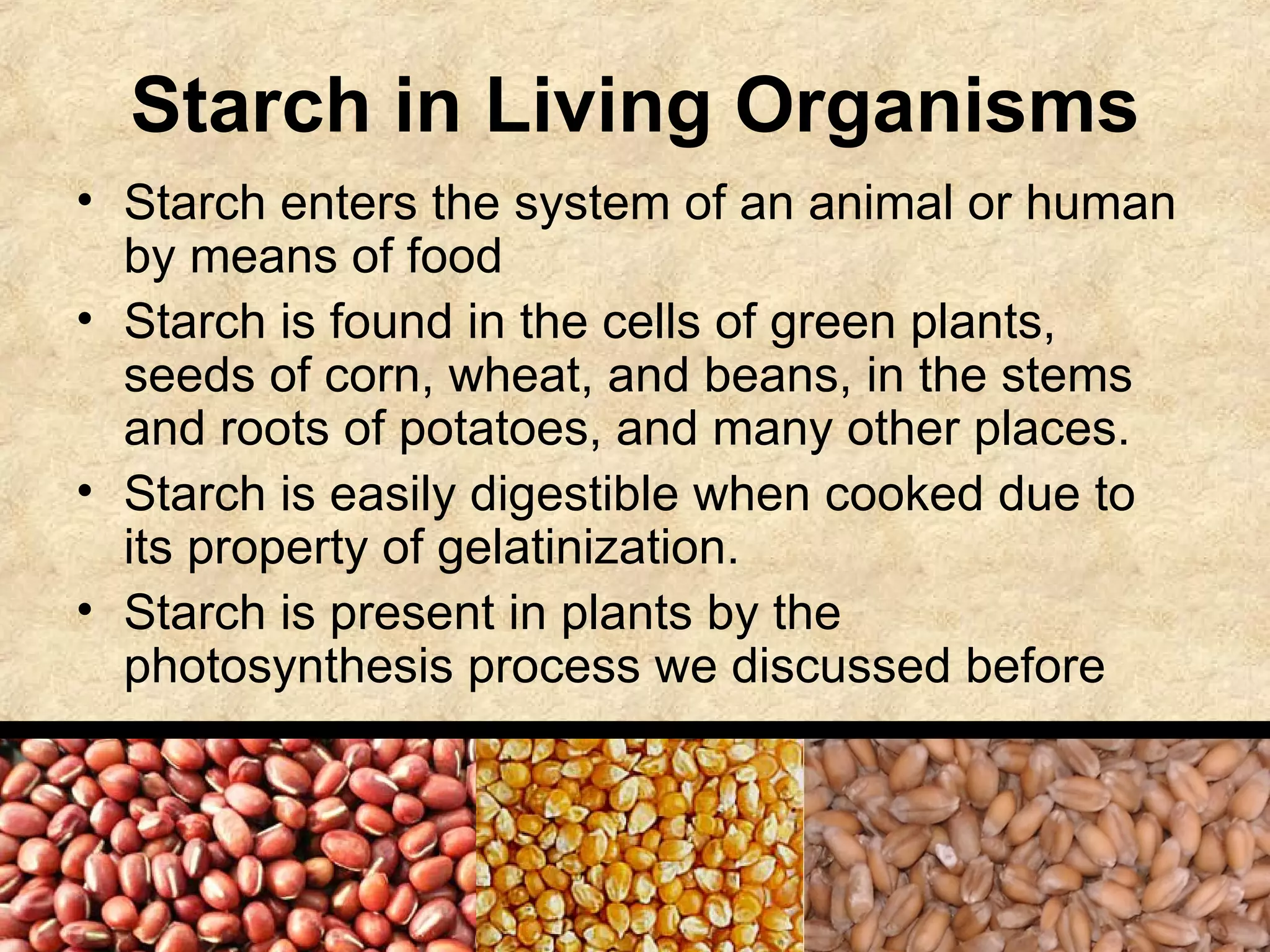 Starch Pp | PPT