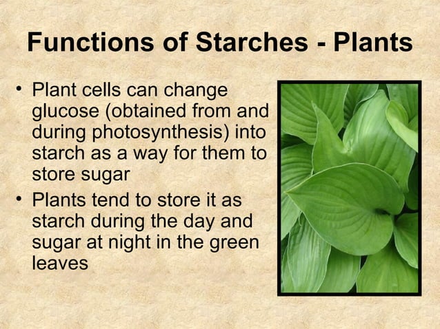 Starch Pp | PPT