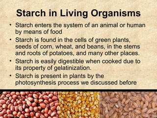 Starch Pp | PPT