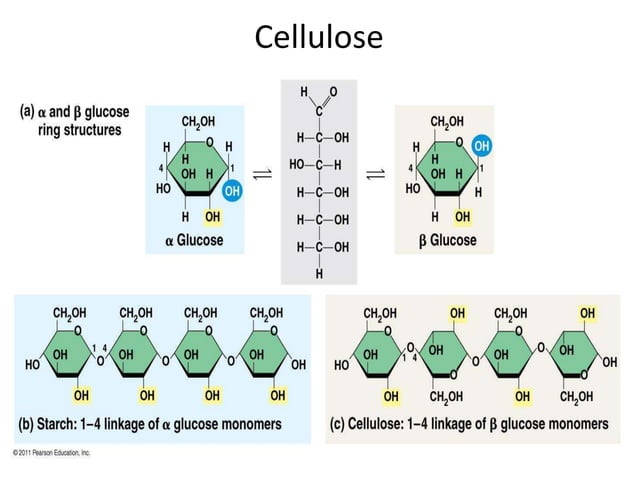 Starch and Cellulose.pptx