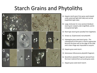 Starch Grain and Phytolith Evidence of Seed and Tuber Processing | PPT