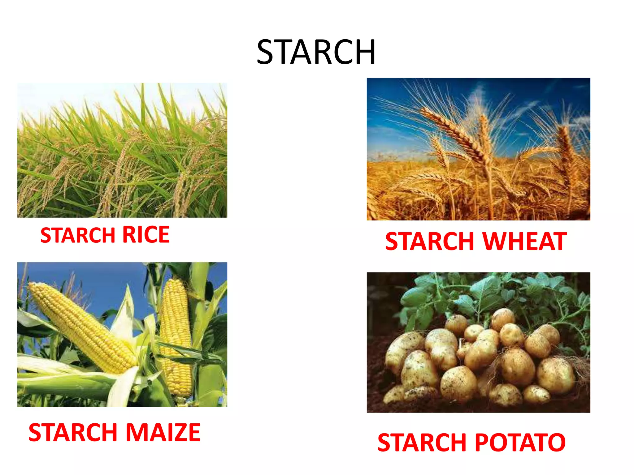 Starches | PPTX