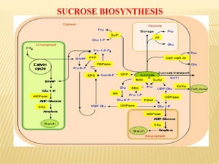 Starch & sucrose metabolism.pdf